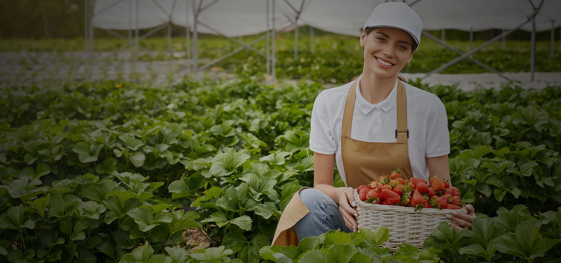 IBIC Group – IBIC Group